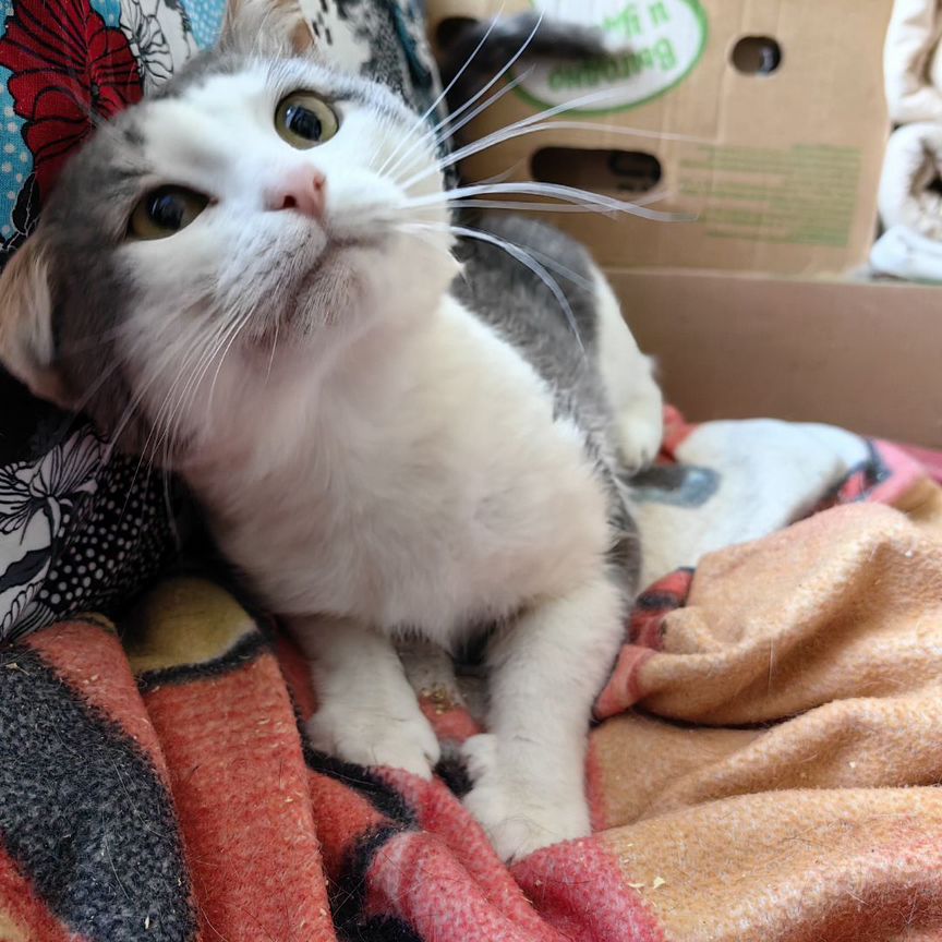 Котик Костя