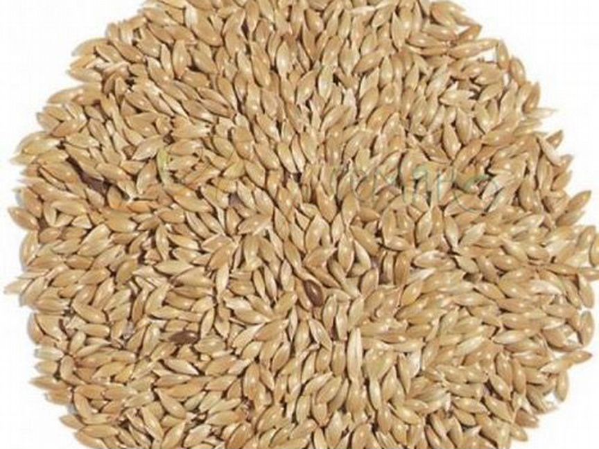 Канареечное семя