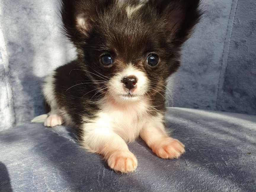Чихуахуа малышка