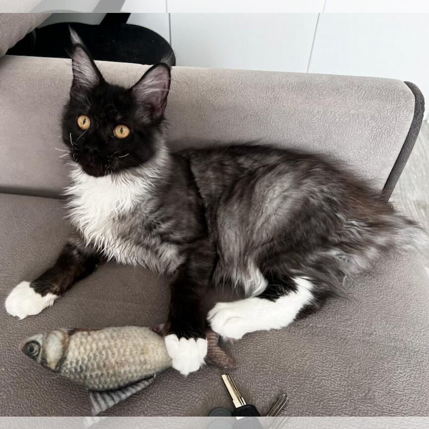 Мейн-кун, взрослый кот