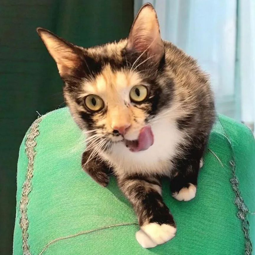 Взрослая, кошка в добрые руки