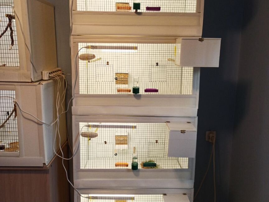 Бокс для птиц