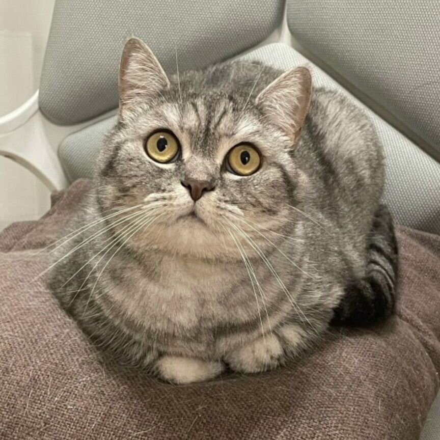 Шотландская вислоухая короткошёрстная, взрослая кошка