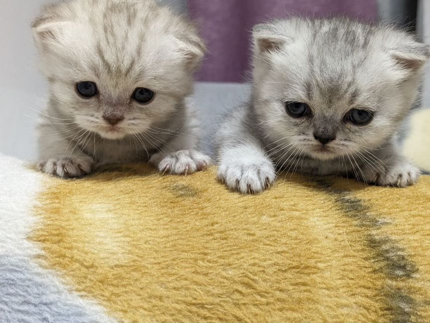 Шотландские котята