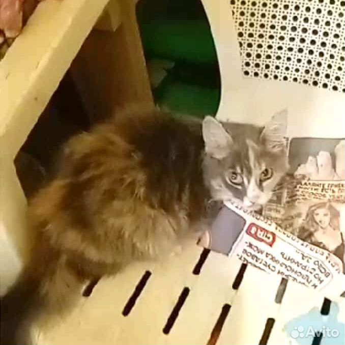 Ласковый котенок сидит в бытовке