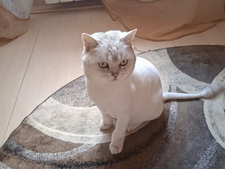 Шотландский кот