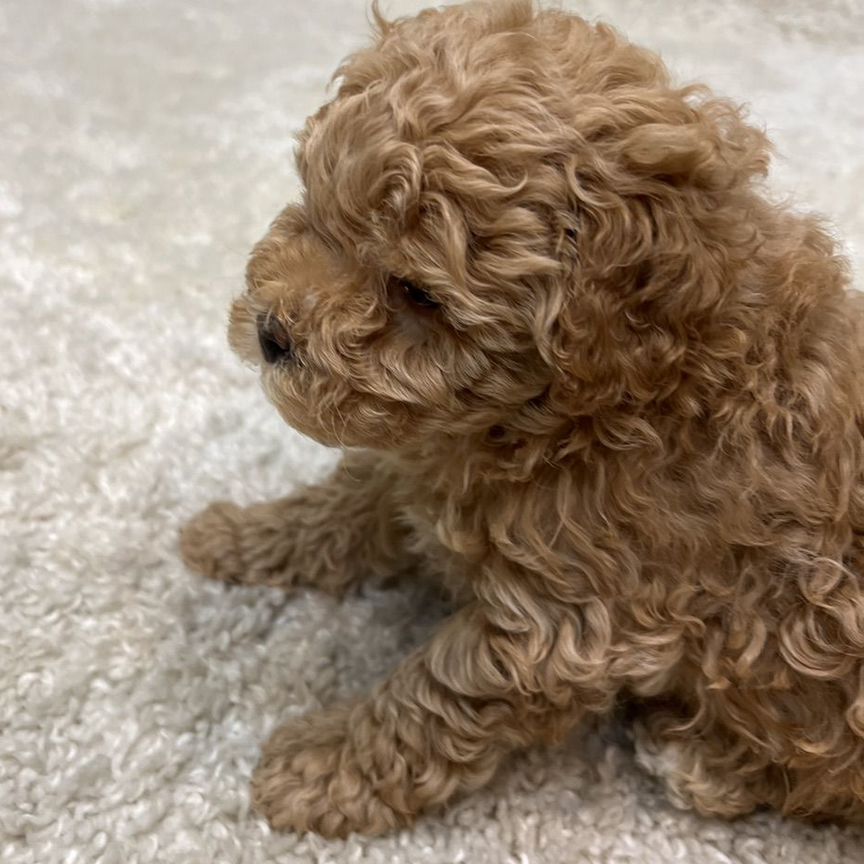 Щенок мальтипу золотой