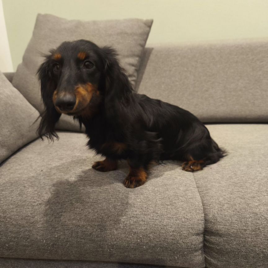 Кроличья такса, щенок