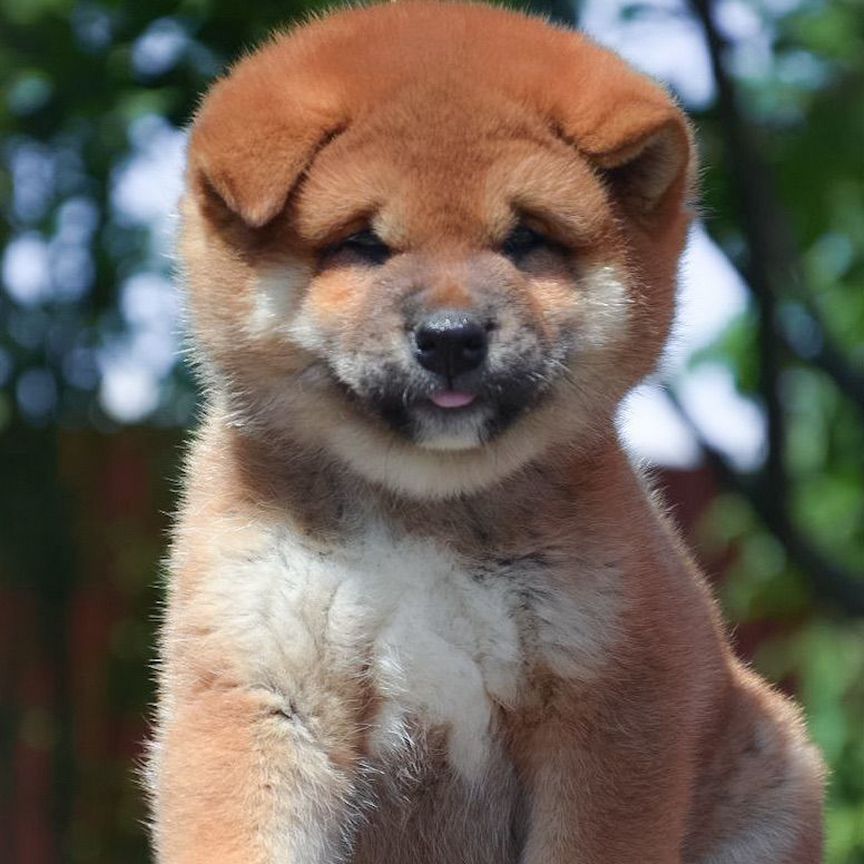 Щенок Сиба ину