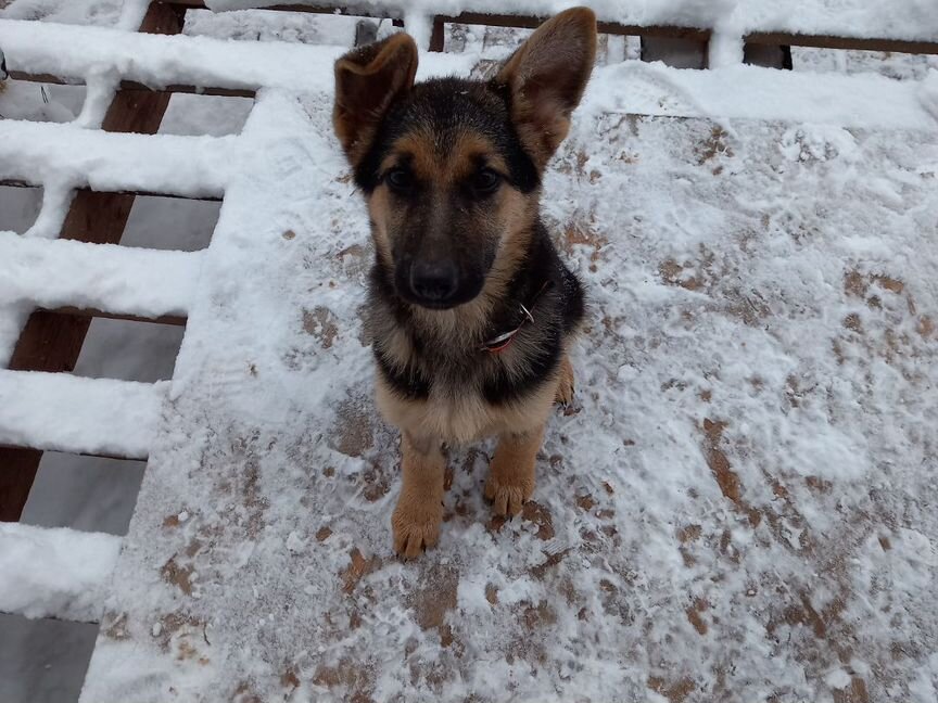 Восточно европейская овчарка