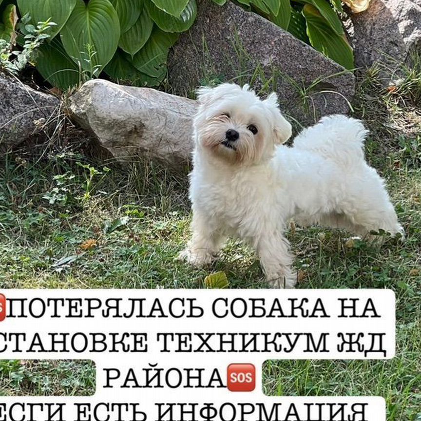Мальтийская болонка, взрослый пёс