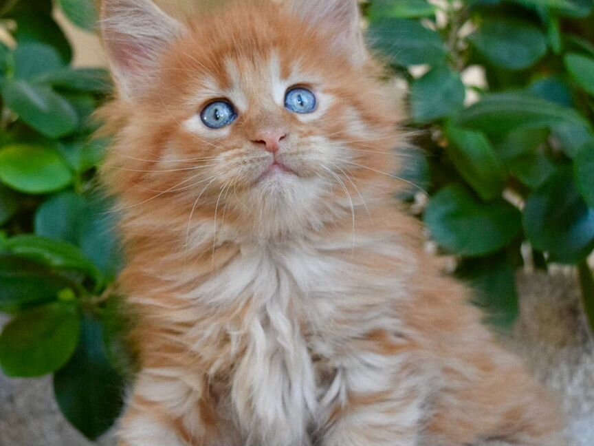 Котята мейн-кун