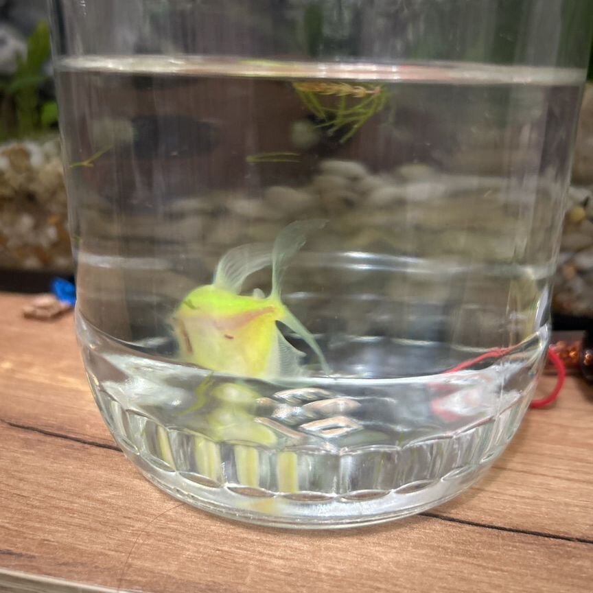 Отдам тернецию в хорошие руки