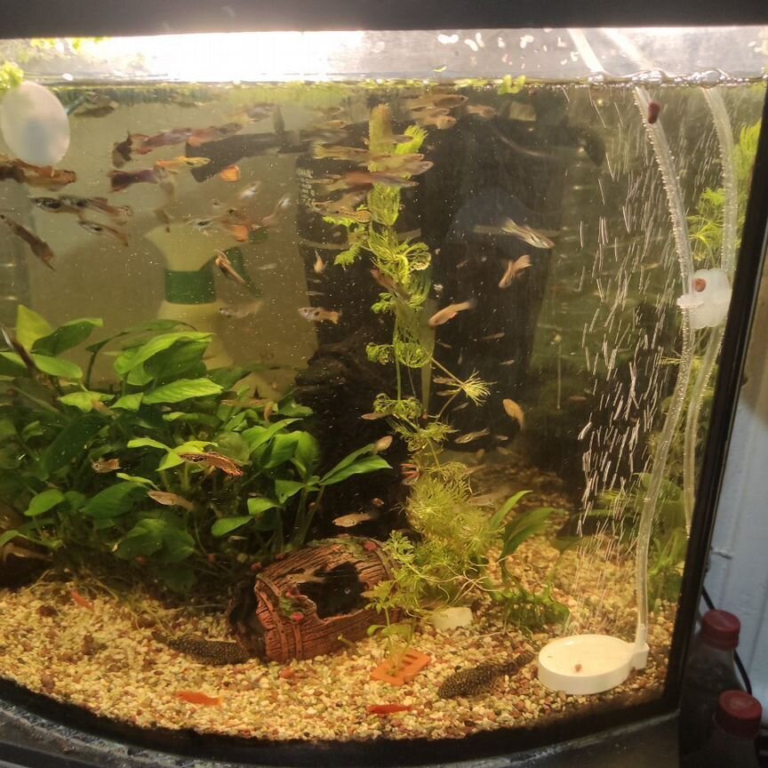 Аквариумные рыбки гуппи