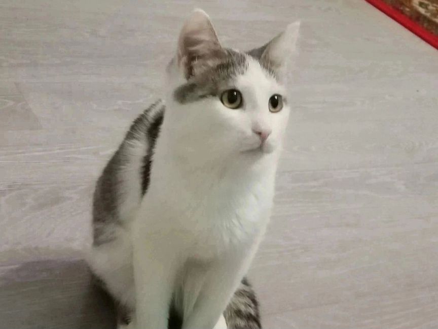 Котик Снежок в добрые руки