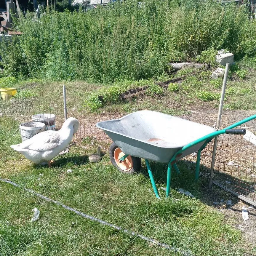 Продам гусей