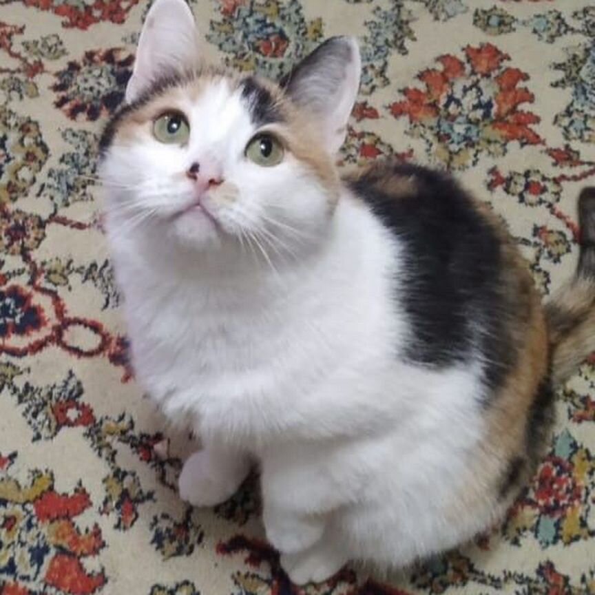 Маруся молодая ласковая кошечка