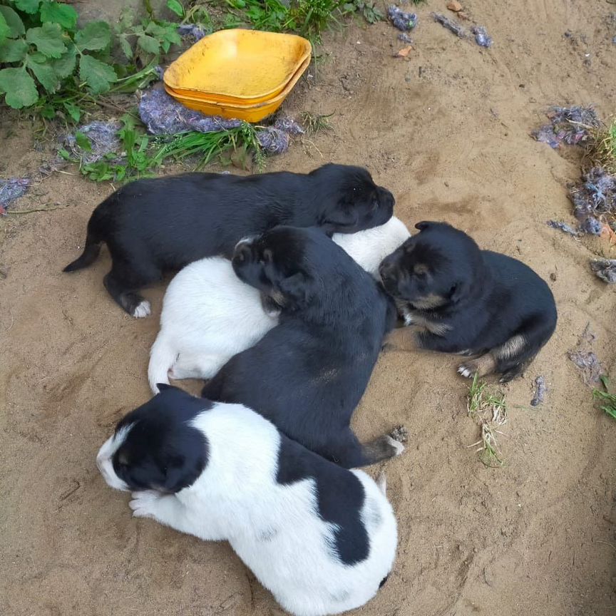 Щенки дворняжки