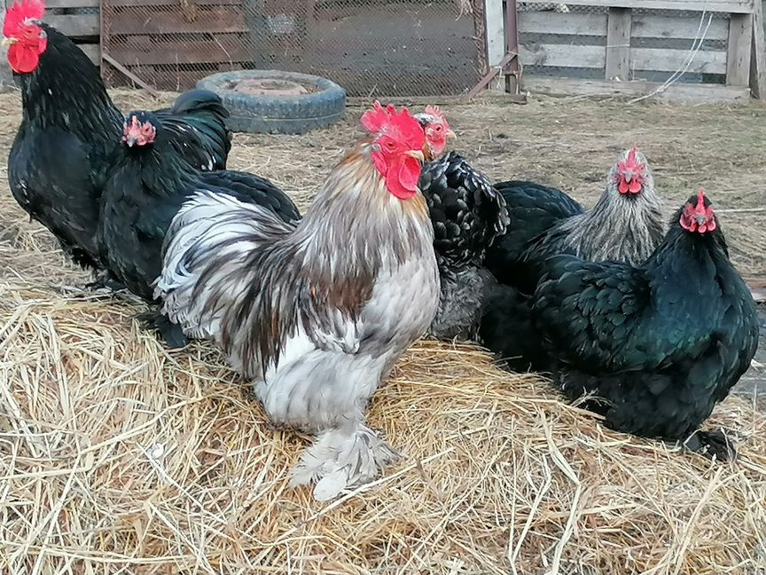 Петушки мини кохенхины