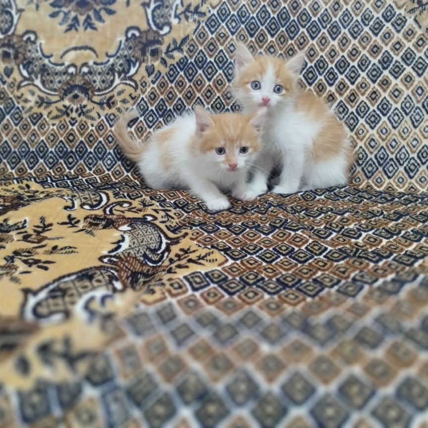 Домашние котята