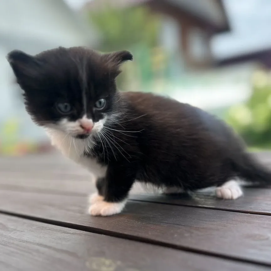 Котята