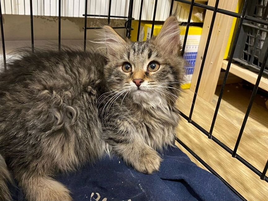 Пушинка ищет дом