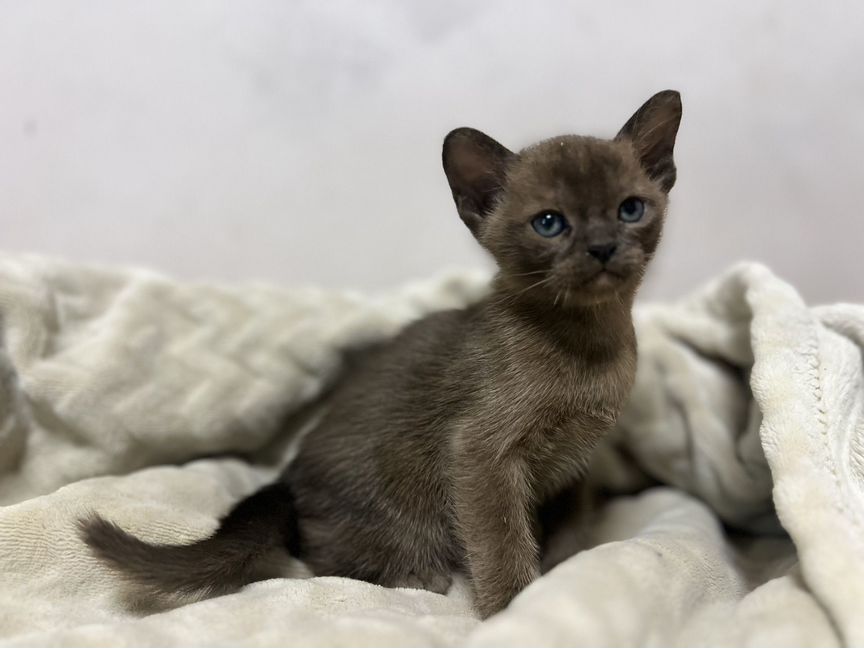 Бурманская