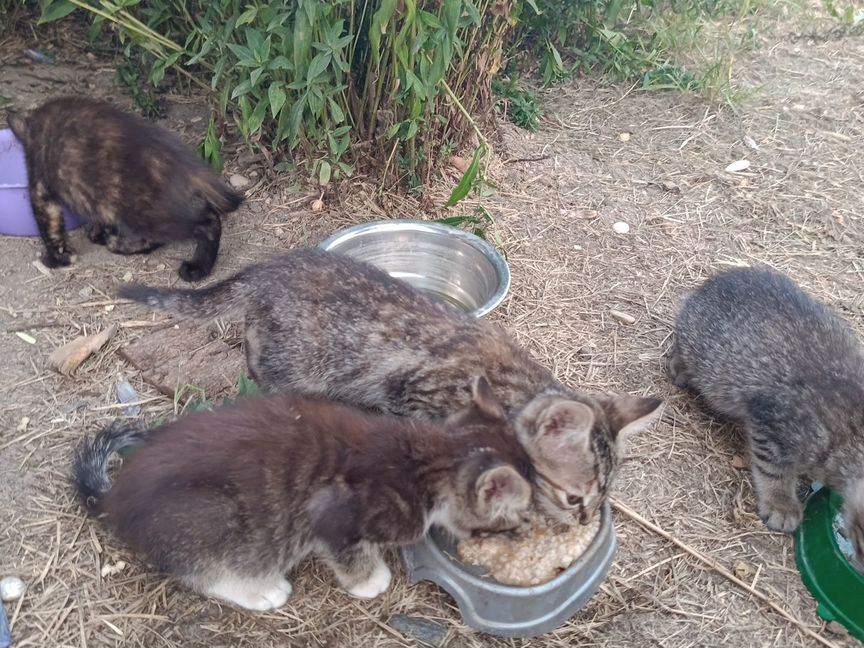 Котята в добрые руки