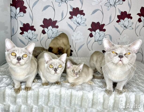 Лиловые современые бурмы