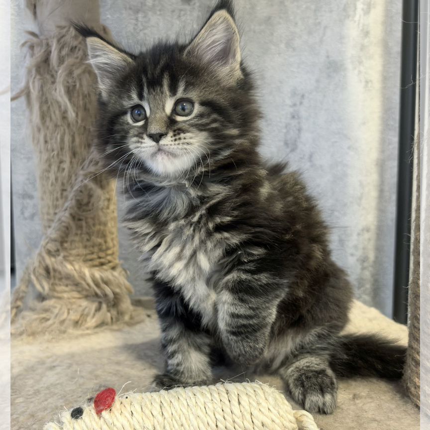 Мейн-кун котёнок