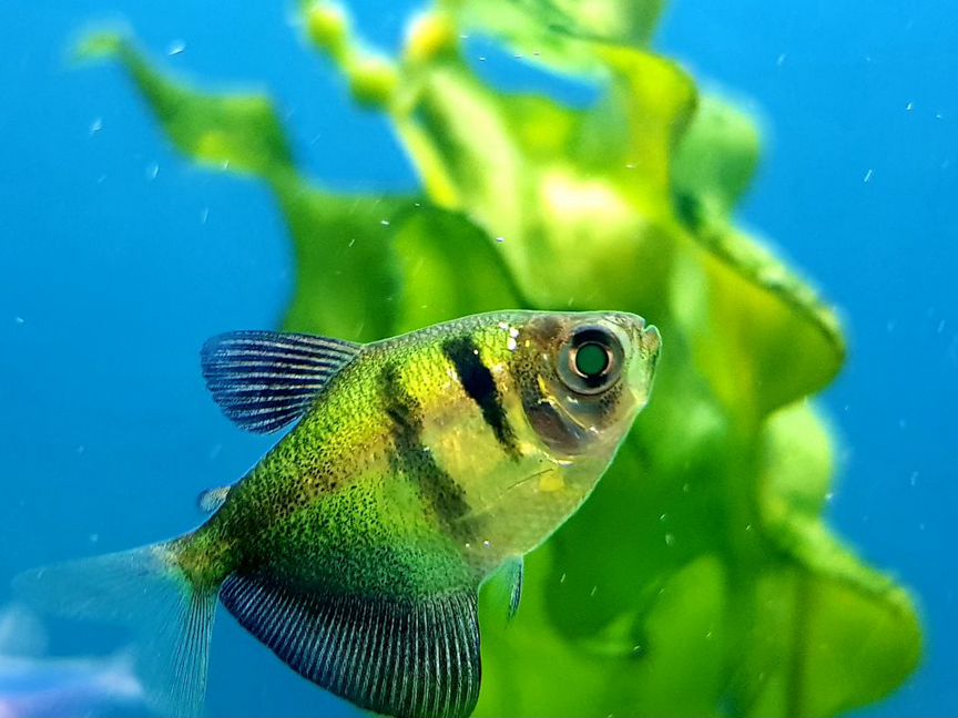 Мирные аквариумные рыбки