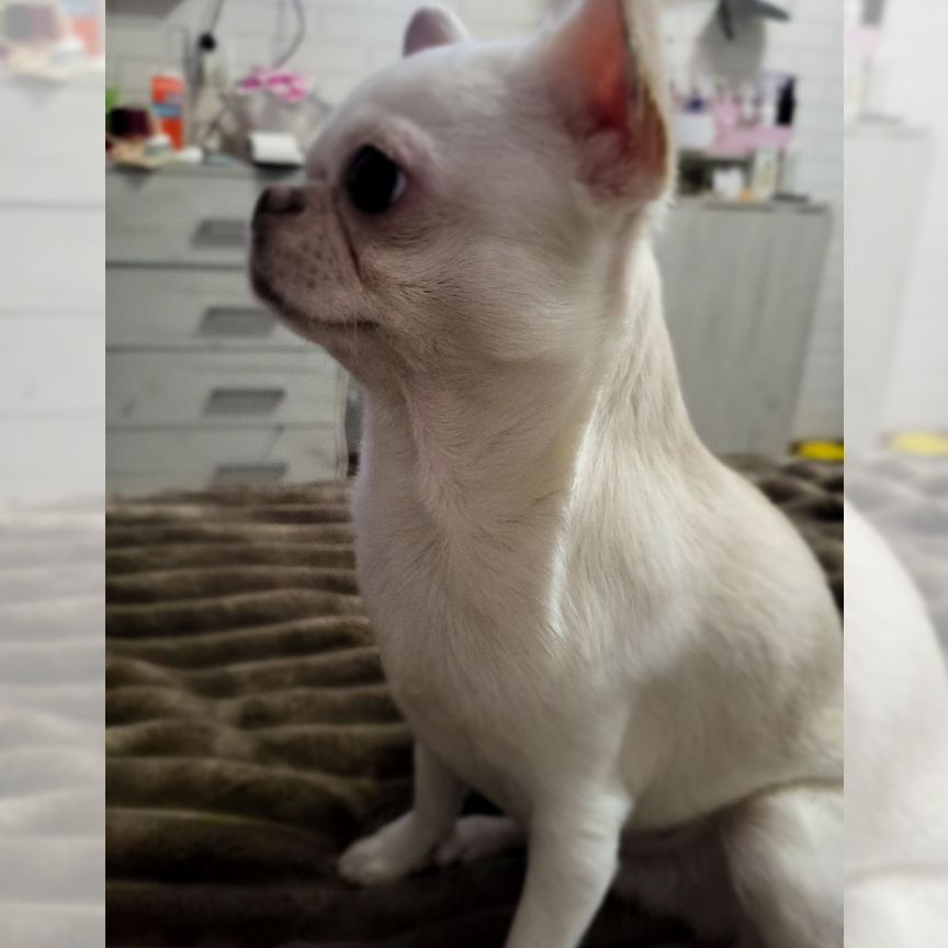 Вязка кобель чихуахуа