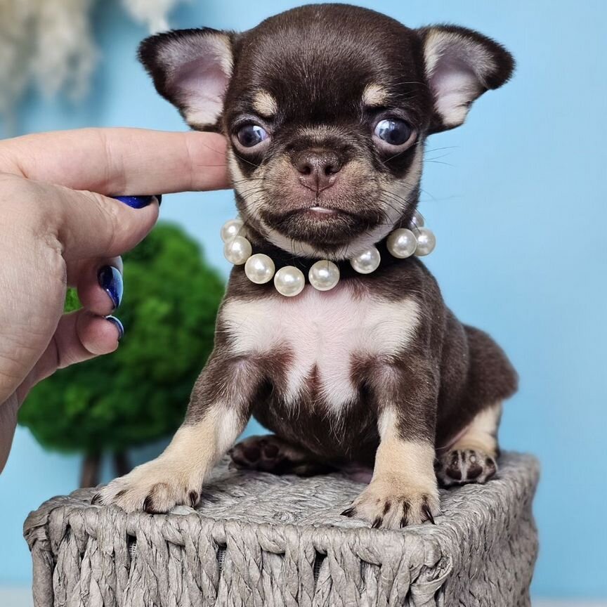 Чихуахуа, щенок