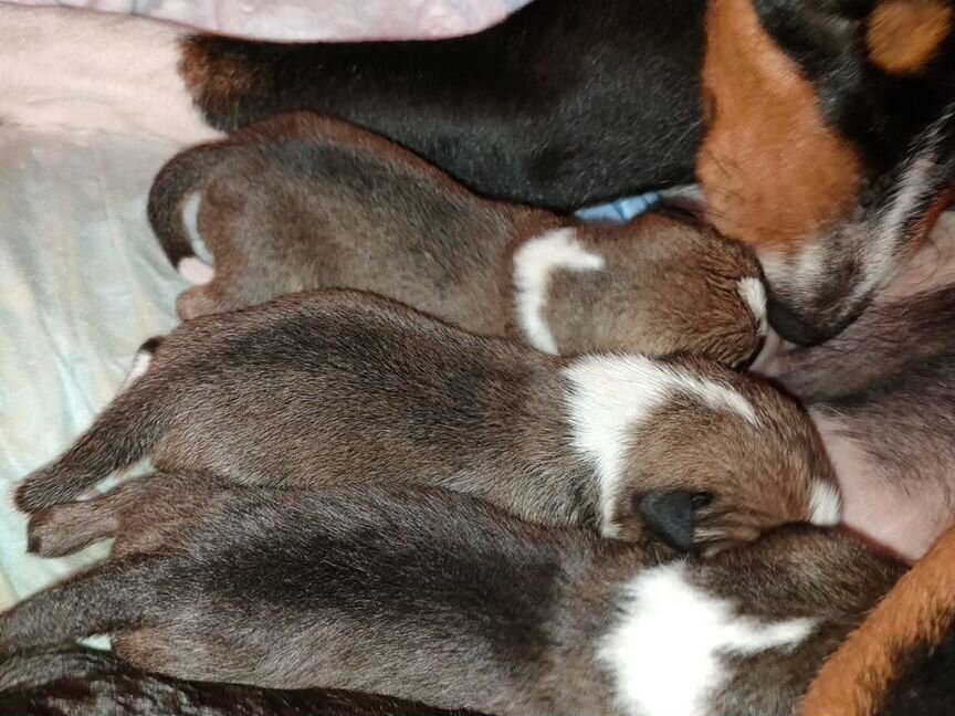 Басенджи невиданной красы и упитанности