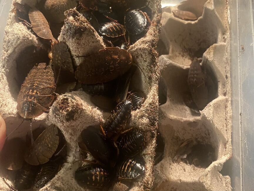 Аргентинский таракан