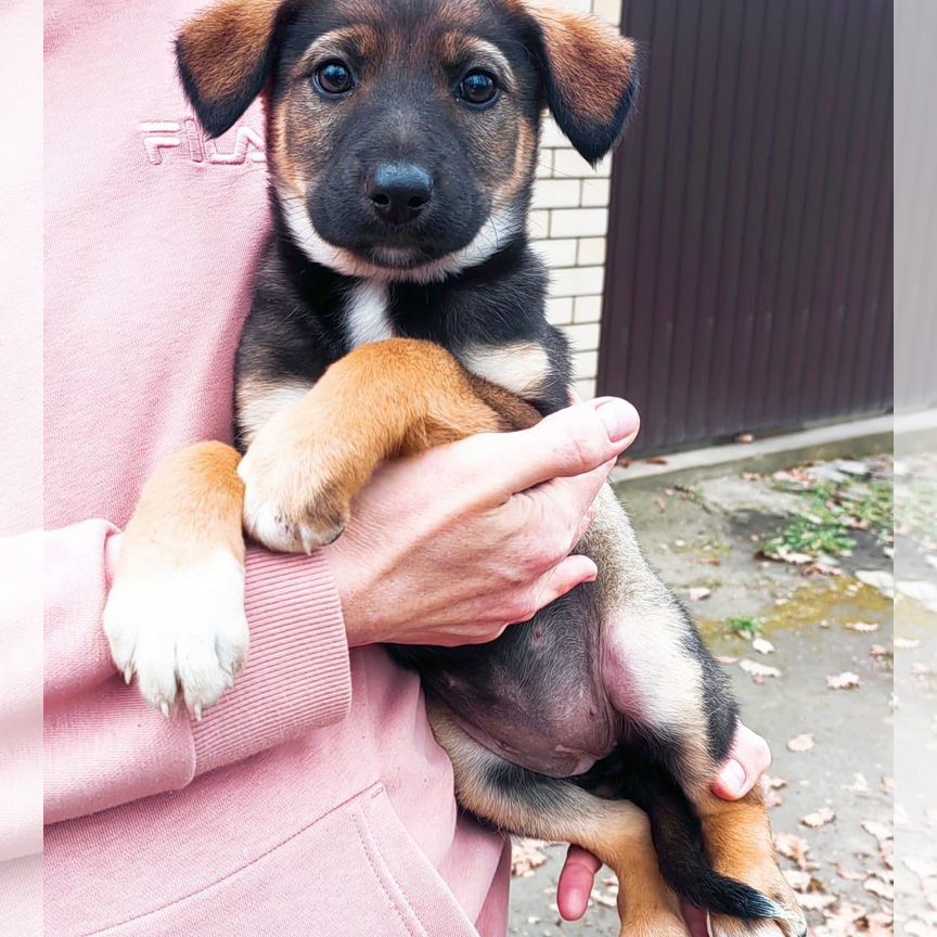 Щенок в добрые руки