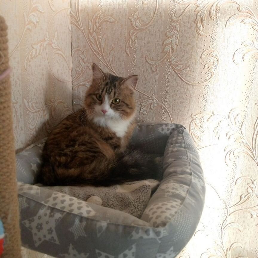 Потеряшка чя кошечка