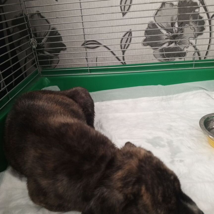 Отдам щенка стаффа