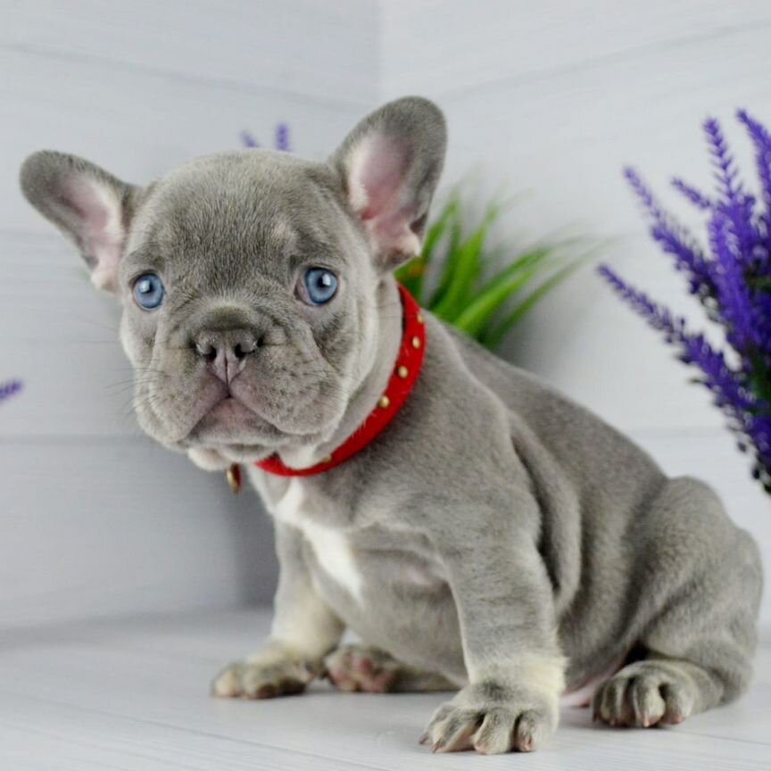 Французский бульдог щенки