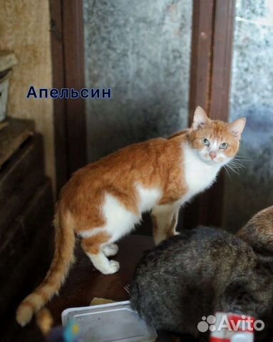 Заберите ярконо котика Апельсина из бабк квартиры