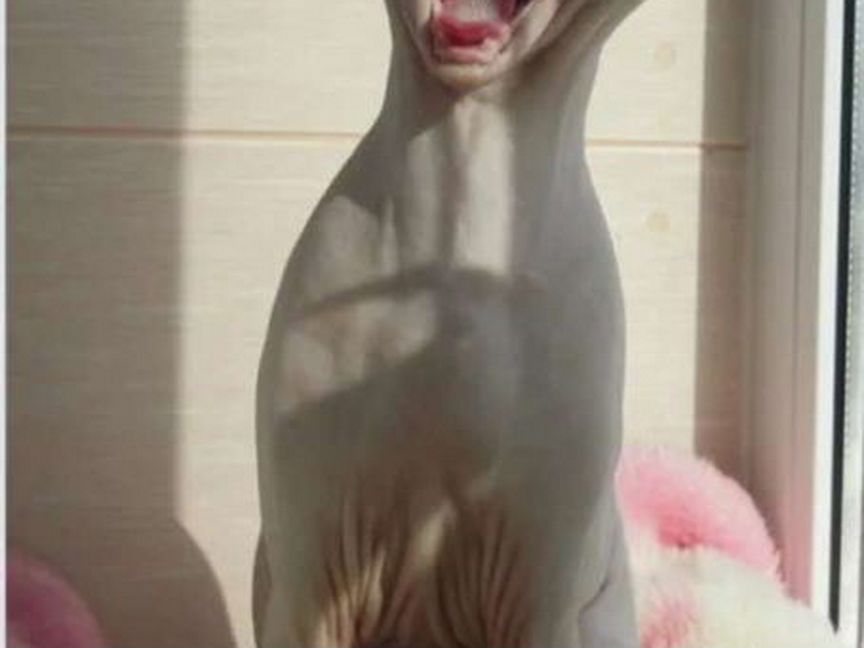 Вязка с мачо мэном