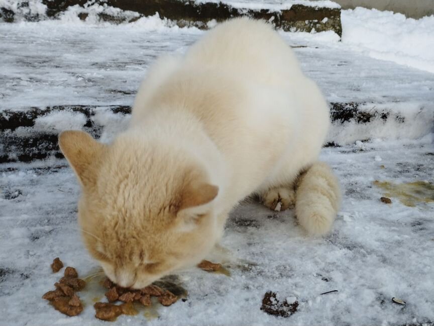 Кот 5 лет