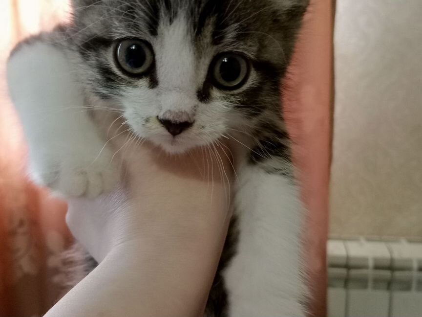 Кошка