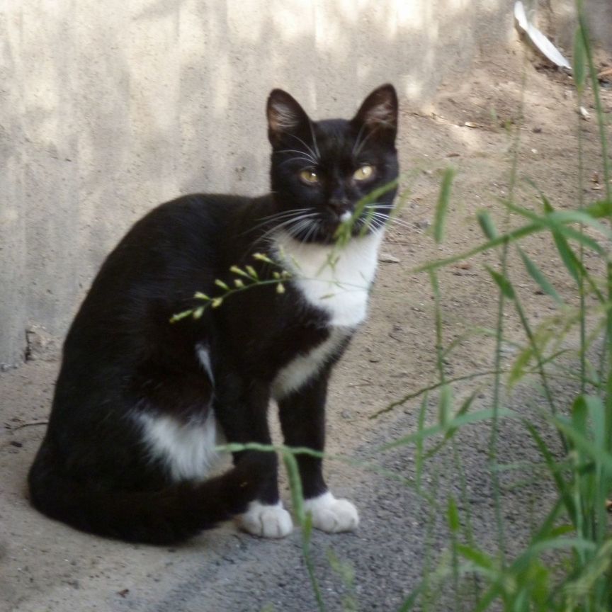 Кот Каститис