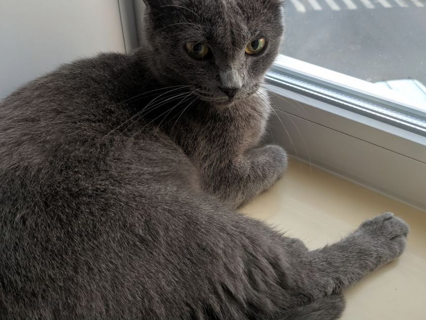 Найдена кошка (Русская голубая возможно)