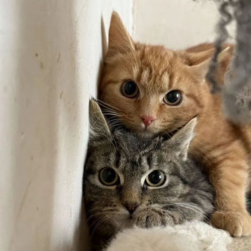 Котята. Мамин и папин друг
