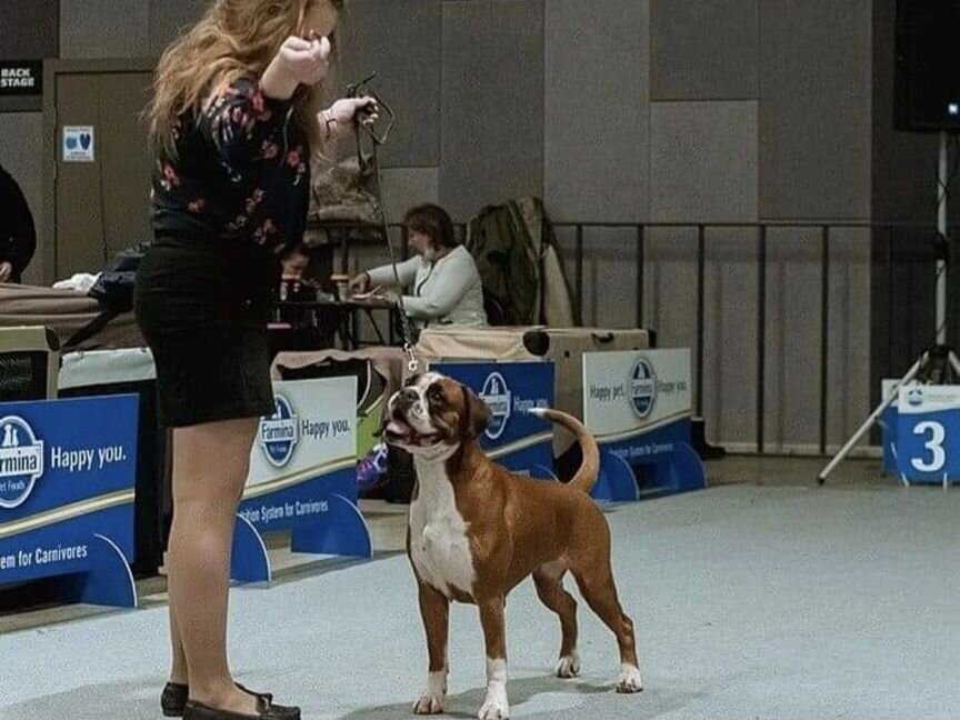 Щенок боксера