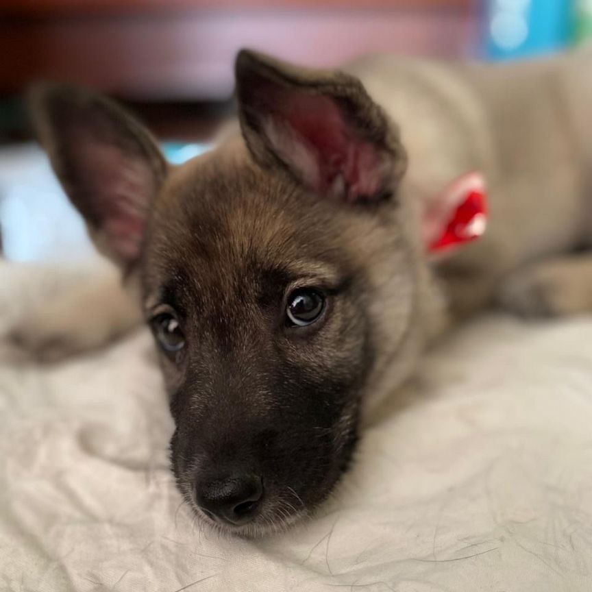 Щенок-девочка 2 месяца