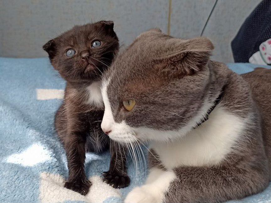 Вислоухие котята в добрые руки