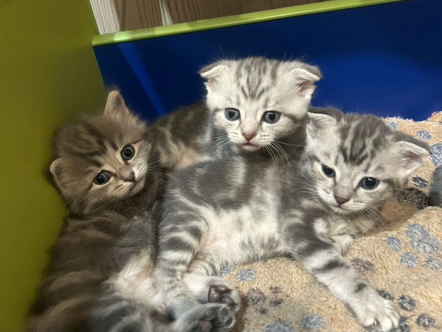 Шотландские котята